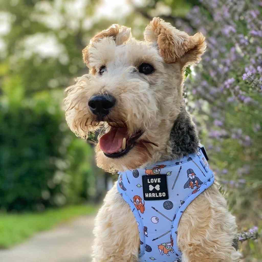 Dog Harnesses: Types and Differences | Love Harlso