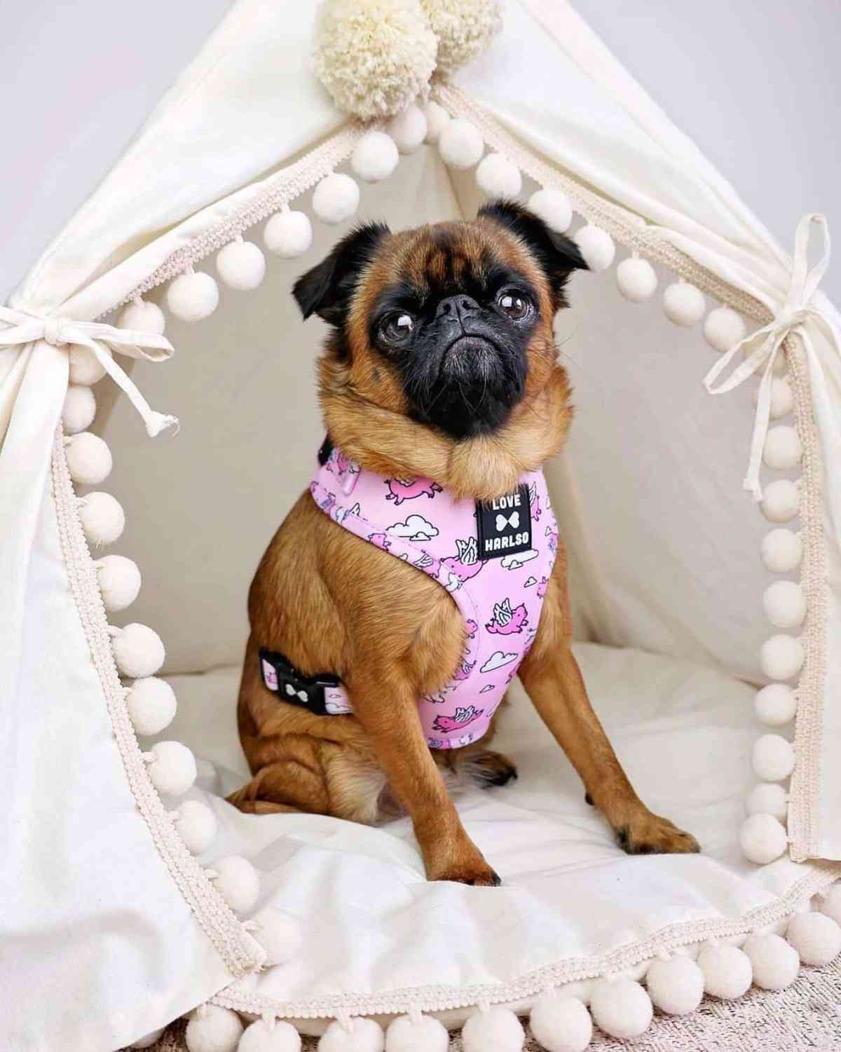 The Ultimate Guide to Dog Harnesses: Types, Benefits, and Tips