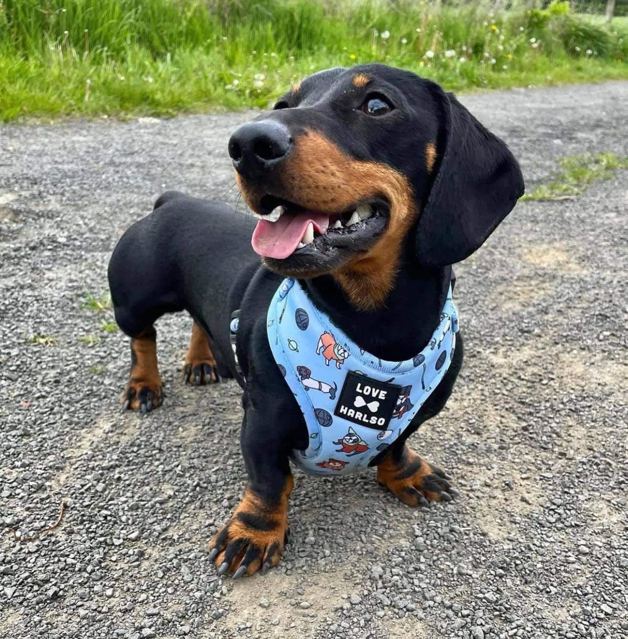 Keep Your Love Harlso Dog Gear Looking Fabulous