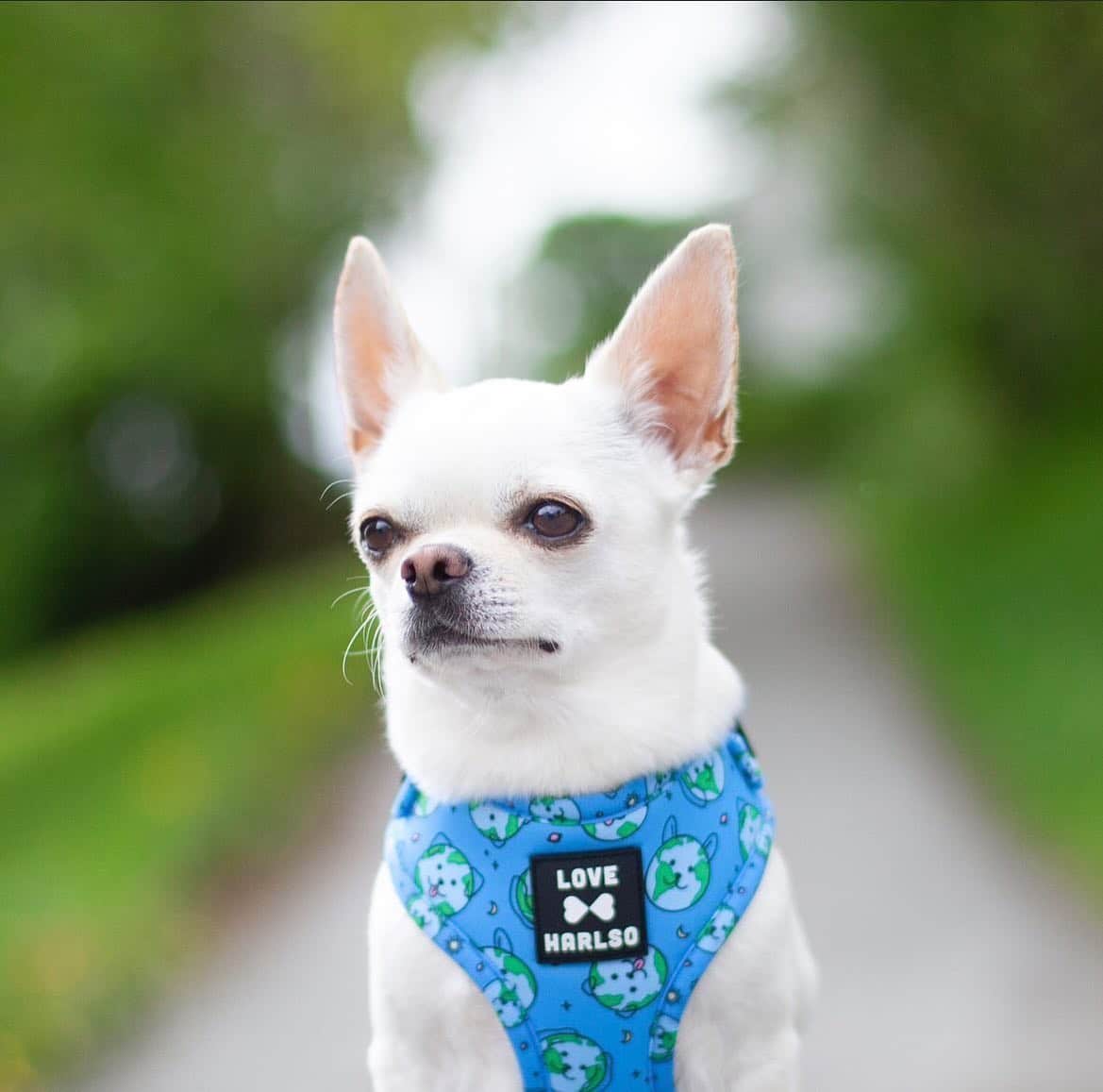 Ultimate Guide to Training Your Dog with Harnesses