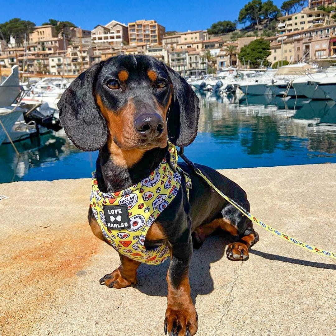 Top 10 Love Harlso Accessories: Enhance Your Dog's Harness
